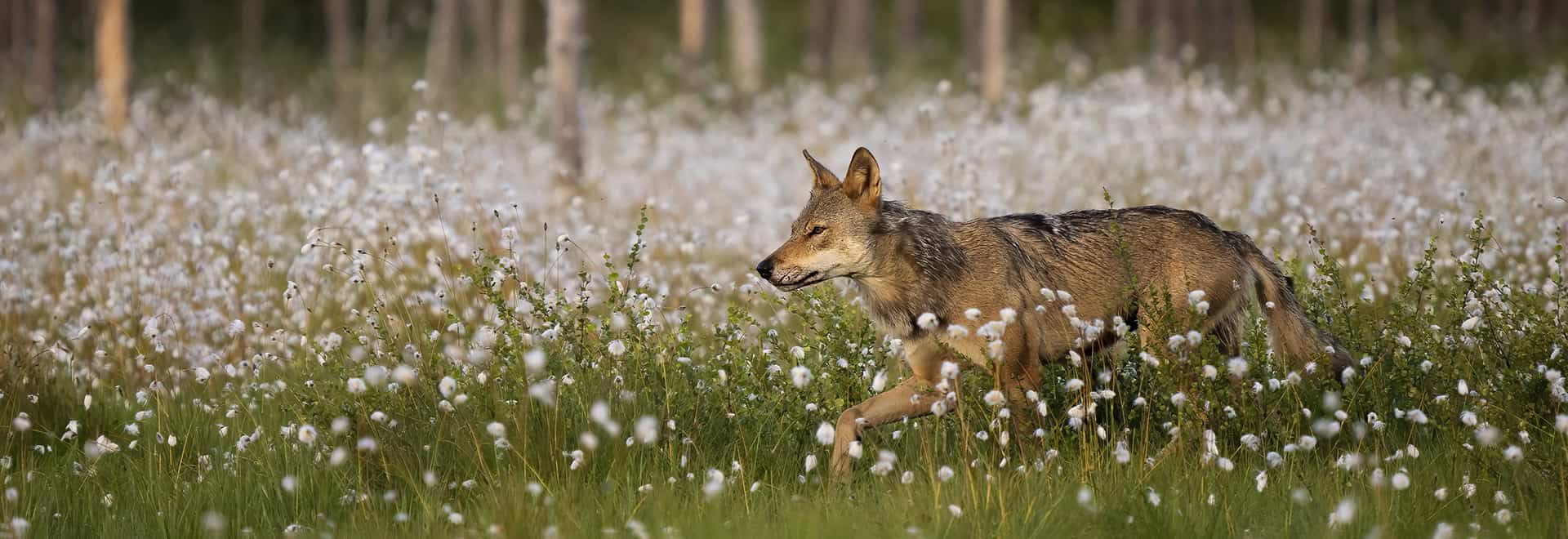 Wolf photography hides in Finland | Finnature